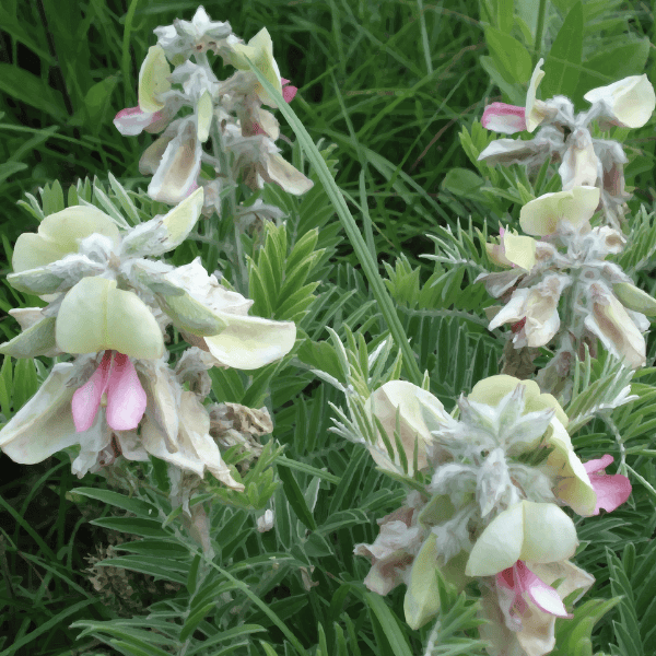 Goat's Rue {Organic} (Galega officinalis) | Natural Ingredients ...