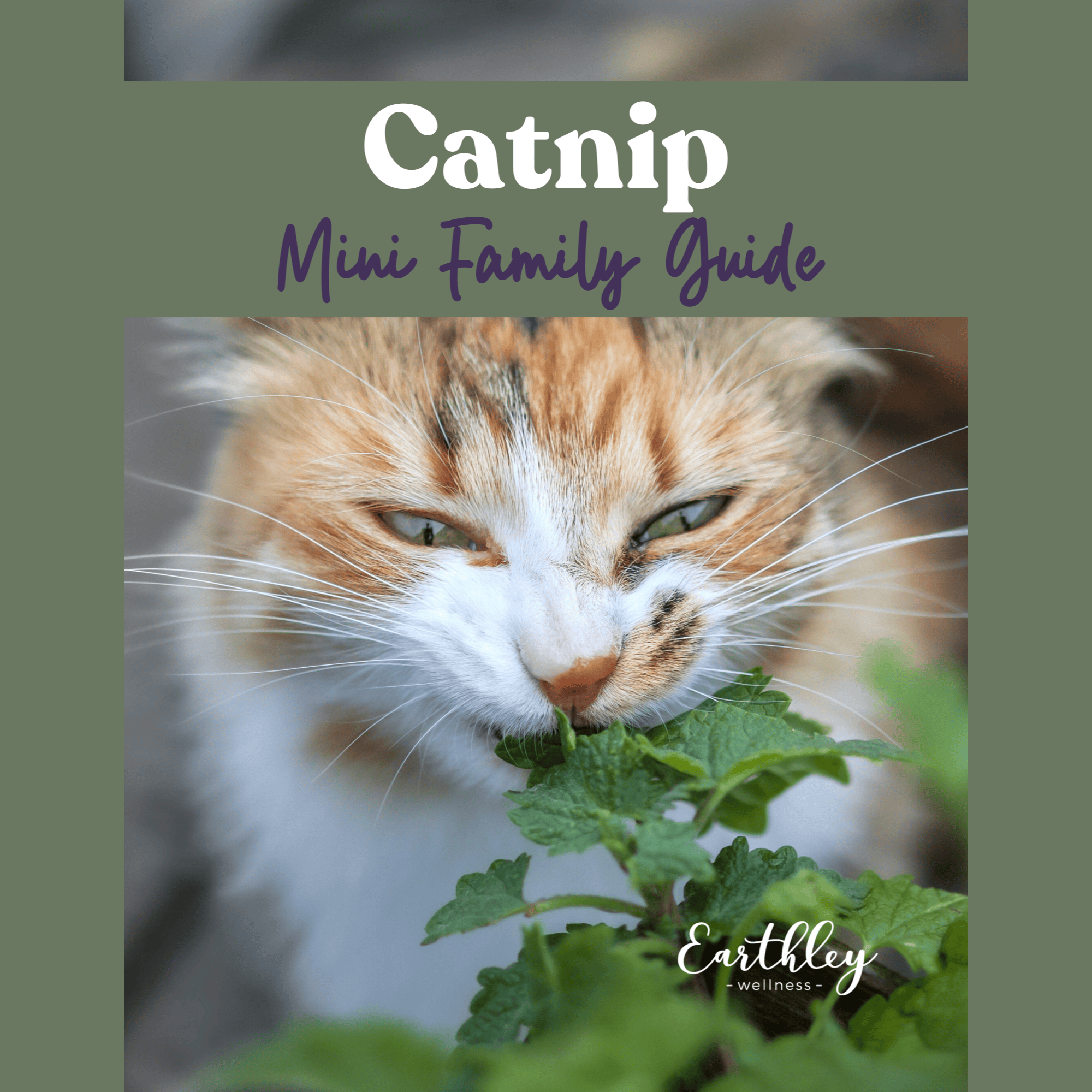 Catnip Mini Family Guide (Printable Digital Download) - Printable ...
