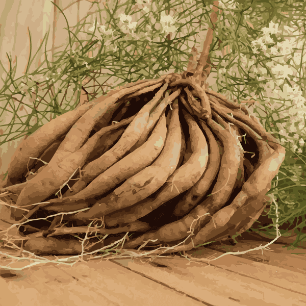 Shatavari Root {Organic} (Asparagus racemosus) | Natural Ingredients ...